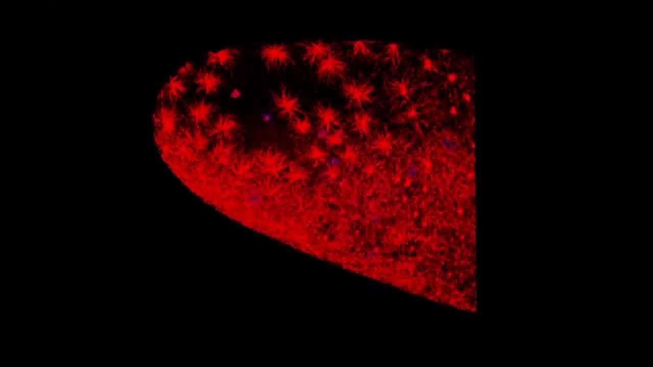 A Cortical Microtubular Network and Formation of the Bicoid mRNA ...