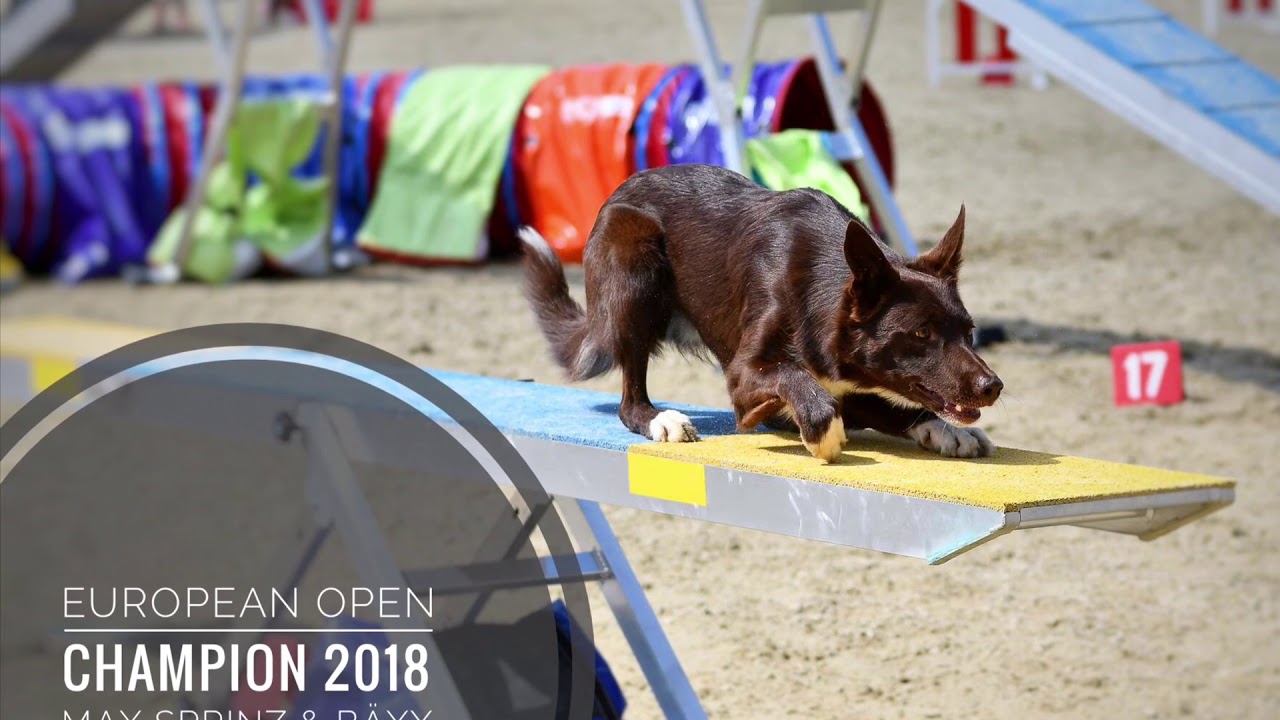 European Open Agility Champion 2018 • Max Sprinz & Bäxx - YouTube