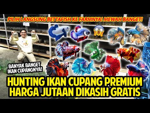 HUNTING BETTA FISH PREMIUM! HARGA JUTAAN DIKASIH GRATIS! PILIH LANGSUNG KE FARMNYA! MEWAH BANGET!