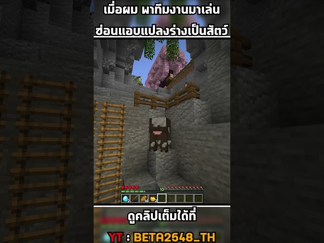 เมื่อผม พาทีมงานมาเล่นซ่อนแอบ แปลงร่างเป็นสัตว์!!!🐱🐱│#minecraft #beta2548_th #stcteam #shorts