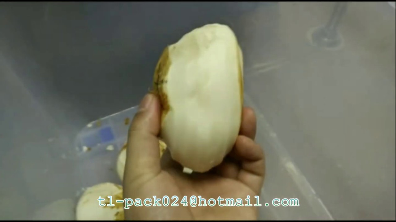 Jicama peeling machine,Bangkuang peeling machine,Jicama peel machine ...
