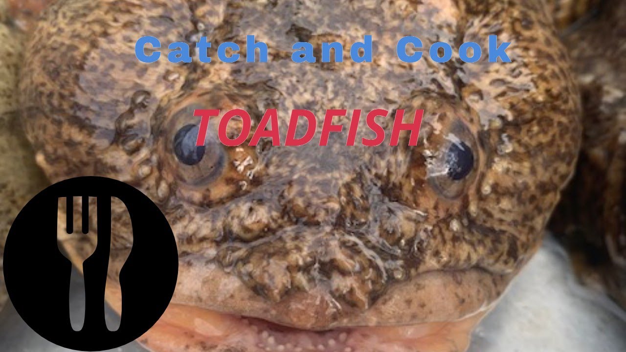 My nemesis.....(Toad Fish) Catch and Cook. Lets see what these nasty ...