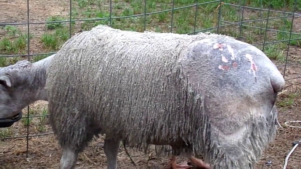 Sheep Mites Part 1 - YouTube