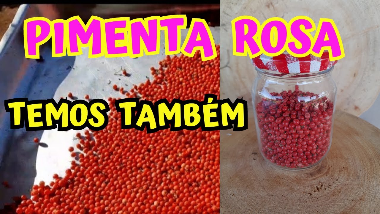 COMO PREPARAR A PIMENTA ROSA? VOCÊ CONHECE A ARUEIRA? - YouTube