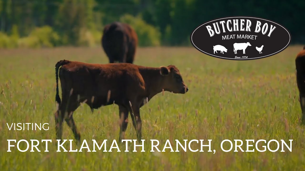 The lifecycle of American Wagyu at Fort Klamath Ranch - YouTube