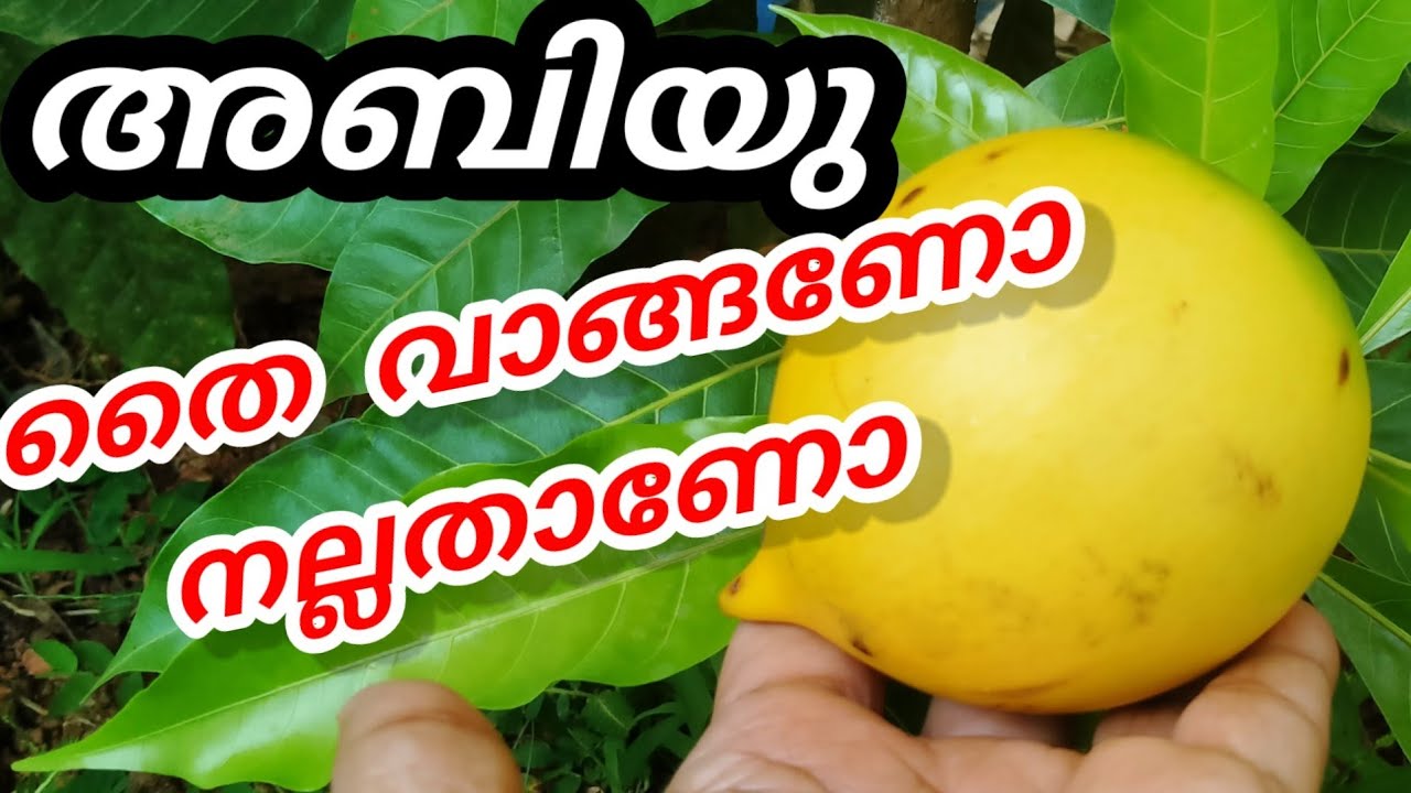 best fruit plants for home garden in kerala /അബിയു തൈ വീട്ടിൽ വയ്ക്കണോ ...