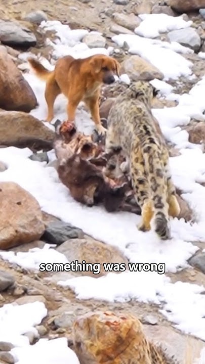 Dog: I forgot to bring my glasses #story #pets #love #funny #dog - YouTube