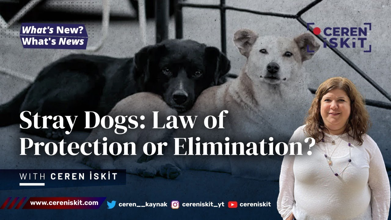 Stray Dogs: Law of Protection or Elimination? - YouTube
