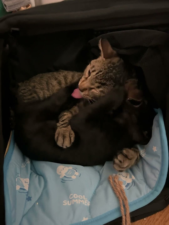 형제의 그루밍타임 고양이 고등어냥이 콩콩핑 콩이는기여어 아깽이 검은고양이 코숏 츄야는기여어 츄츄핑 Cat