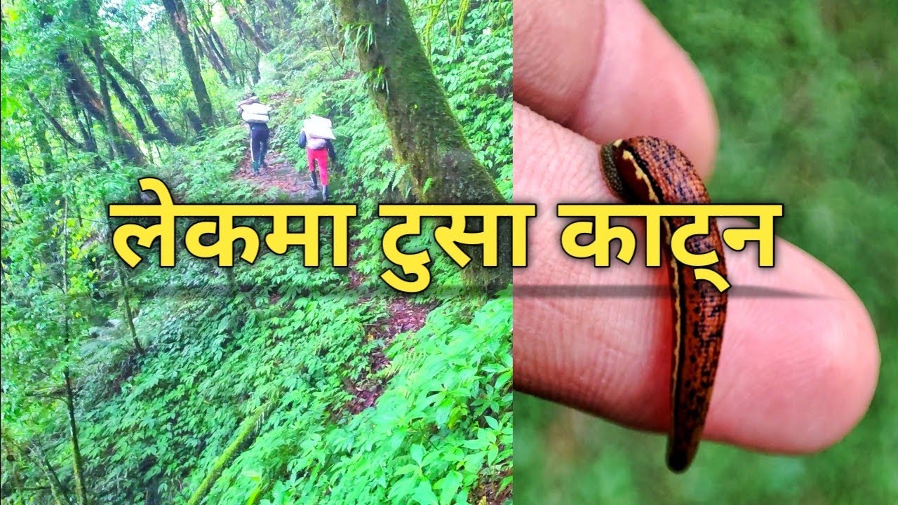 Organic Vegetable Tusa - YouTube