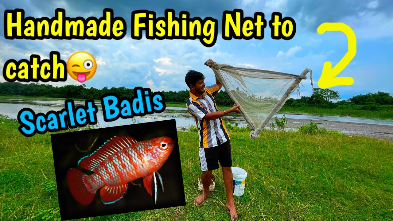 Handmade Fishing Net🤗to Catch Scarlet Badis🥰🔥 | River Fishing in Assam | Fishing Life and ...