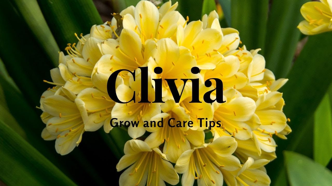 Clivia: Grow and Care Tips - YouTube