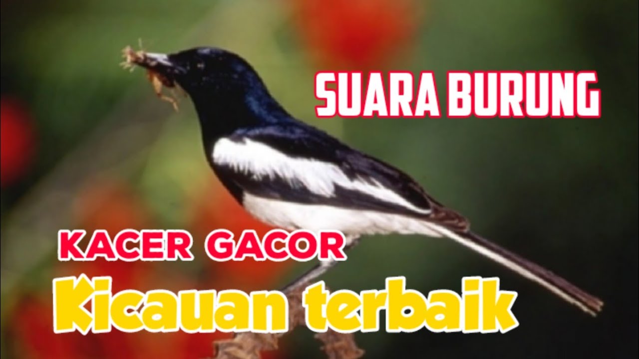 suara burung Kacer untuk penarik / pancingan burung KACER GACOR - KACER ...