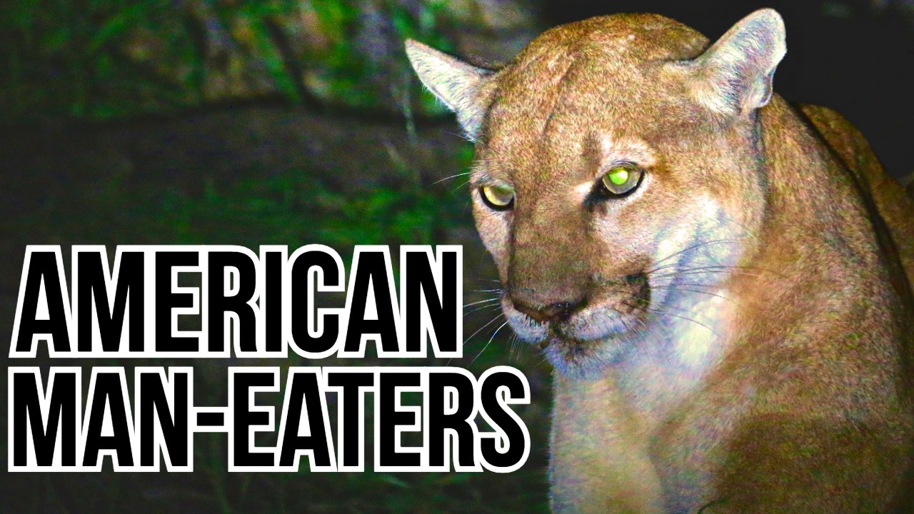 Ranking 7 North American Predators Based On How Likely They Are To ...