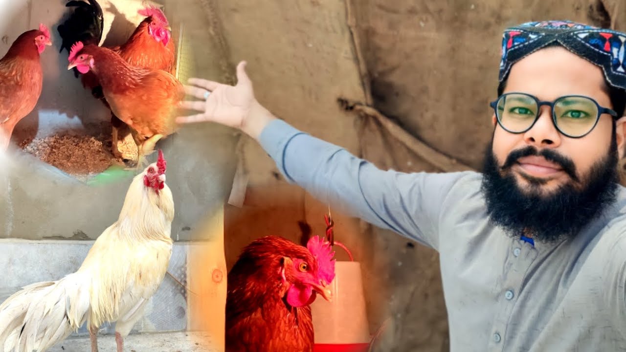 Murgi 🐓 Farm On Roof || Murgi 🐔 Palan At Home || Hen Farming At Roof ...