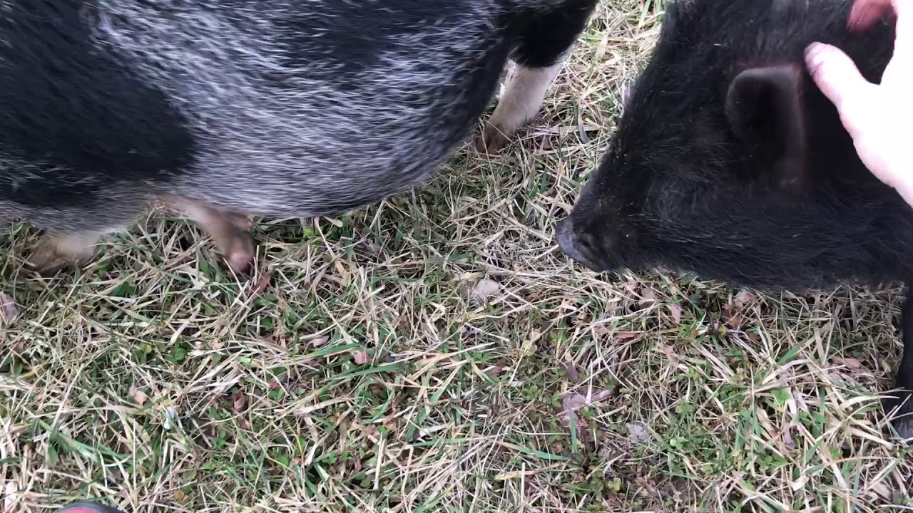 two pigs walked out of the forest and fell in love with me - YouTube