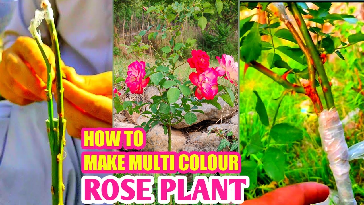 Rose plant grafting techniques - YouTube