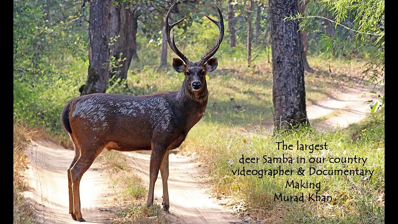 Sambar Deer || আমাদের দেশের সর্ব বৃহত হরিণ সাম্বার || Wildlife of ...