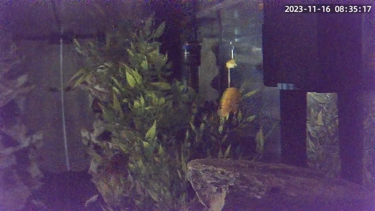 Tampa Florida Live Fish Tank Camera! - YouTube