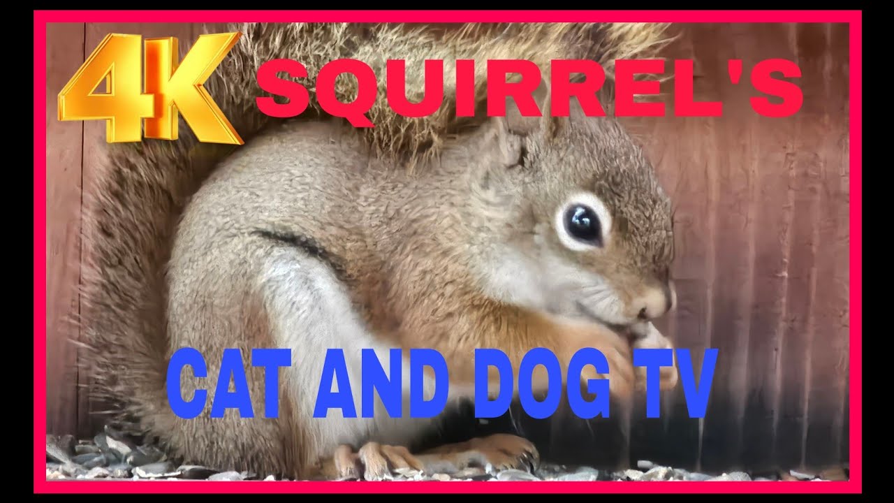 Cat TV Dog TV 4k Chipmunks , Squirrels and Birds #cattv #squirrel - YouTube