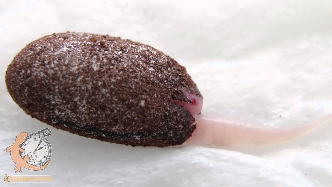 Leopard gecko Hatchling at KRONOGECKOS - YouTube