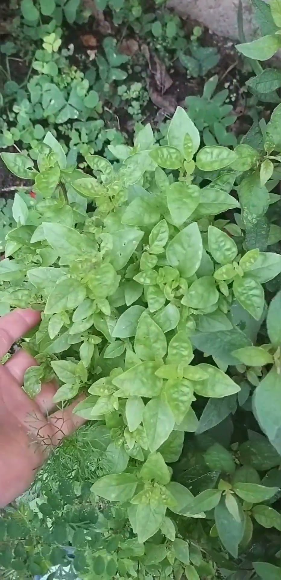 #plantasquecuram #perejil #albahaca #escancel #lavanda #poleo # ...