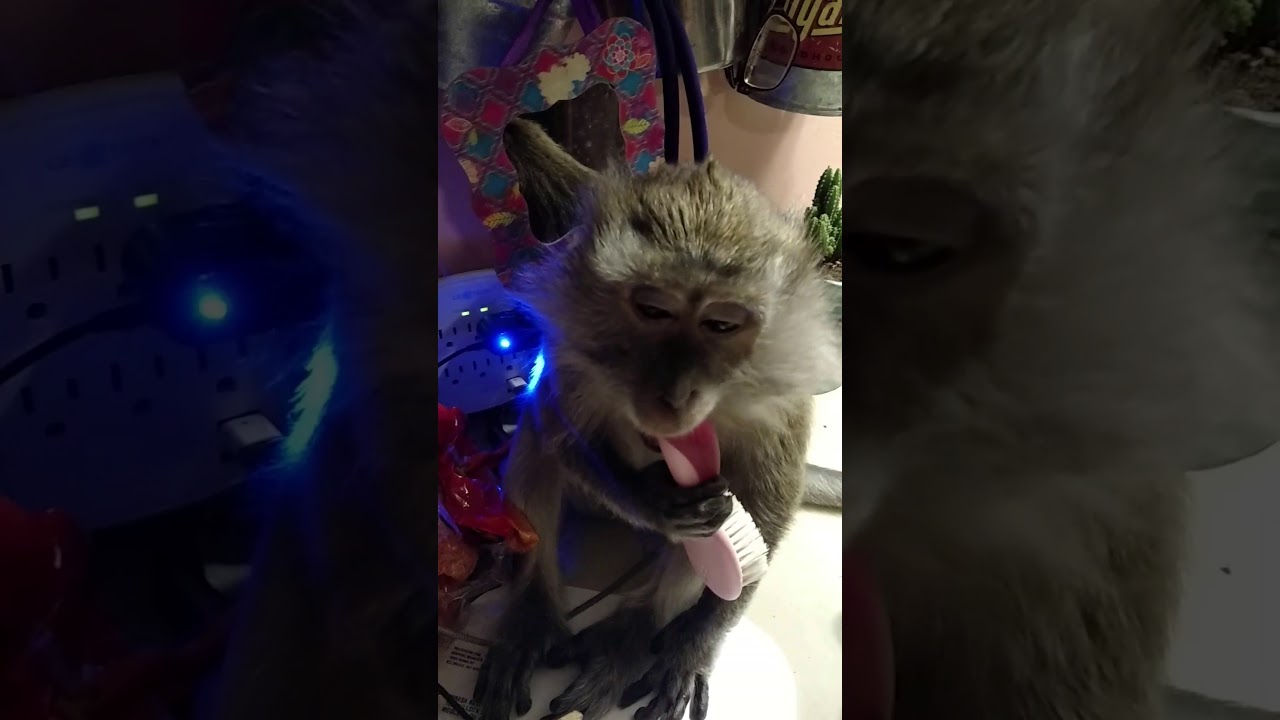 Monkey sign language for BRUSH ME HUMAN - YouTube