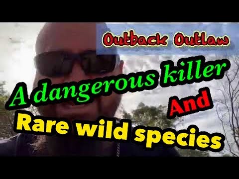 Outback Outlaw A dangerous killer and Rare Wild Species - YouTube