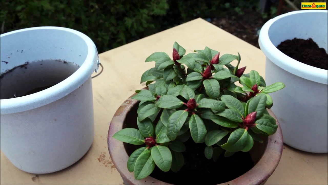 FLORAGARD - Zwergrhododendron mit Rhodohum-Spezialerde einpflanzen ...