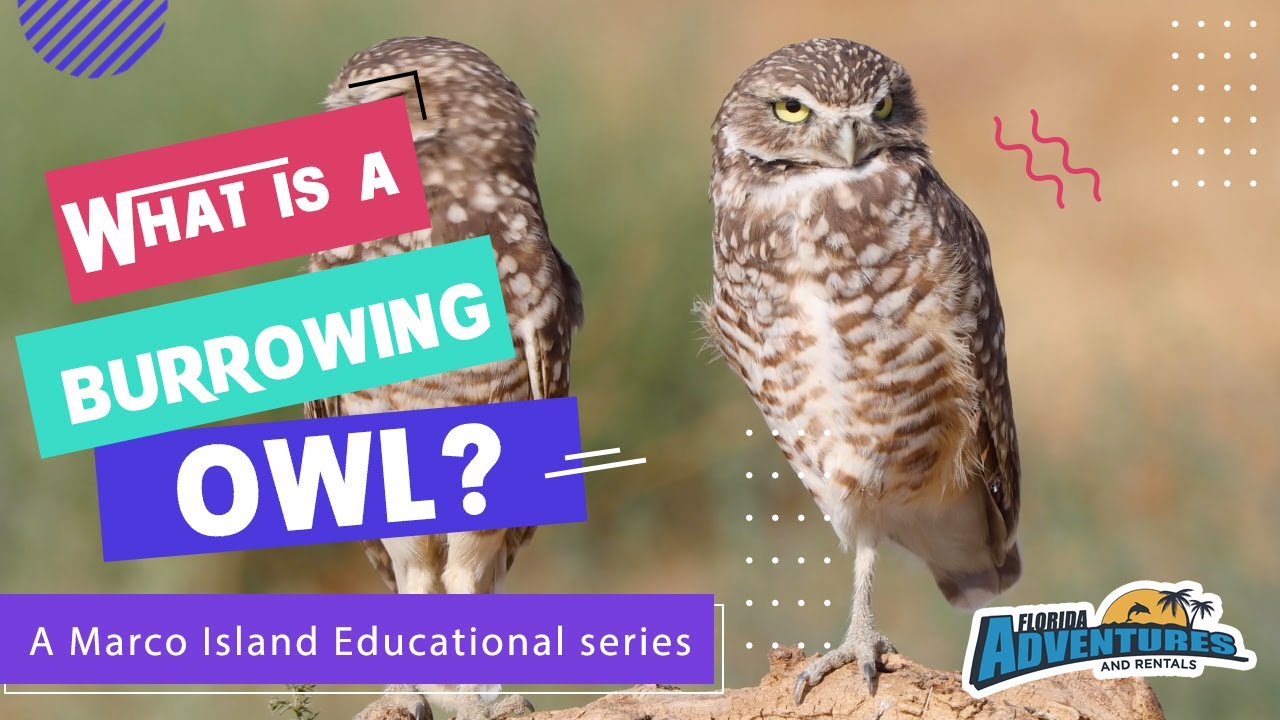 Meet the Burrowing Owl's of Marco Island : Florida's Most Fascinating ...