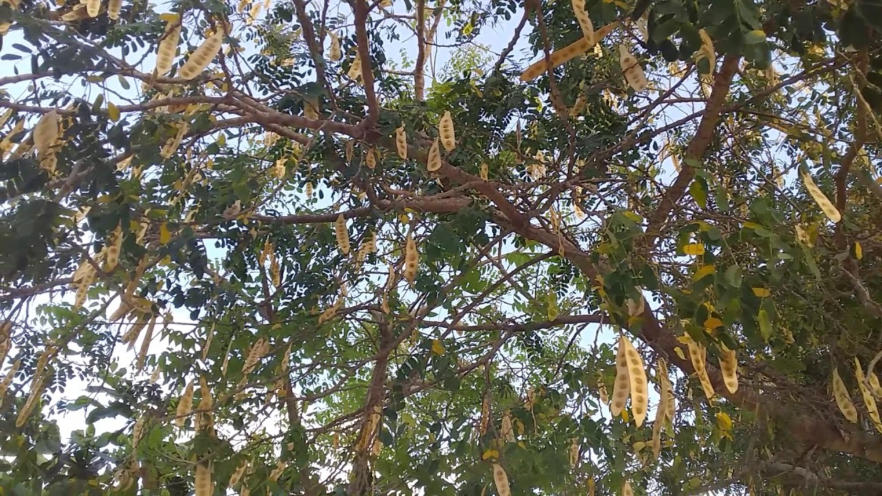 Vegetación en selva baja caducifolia - YouTube