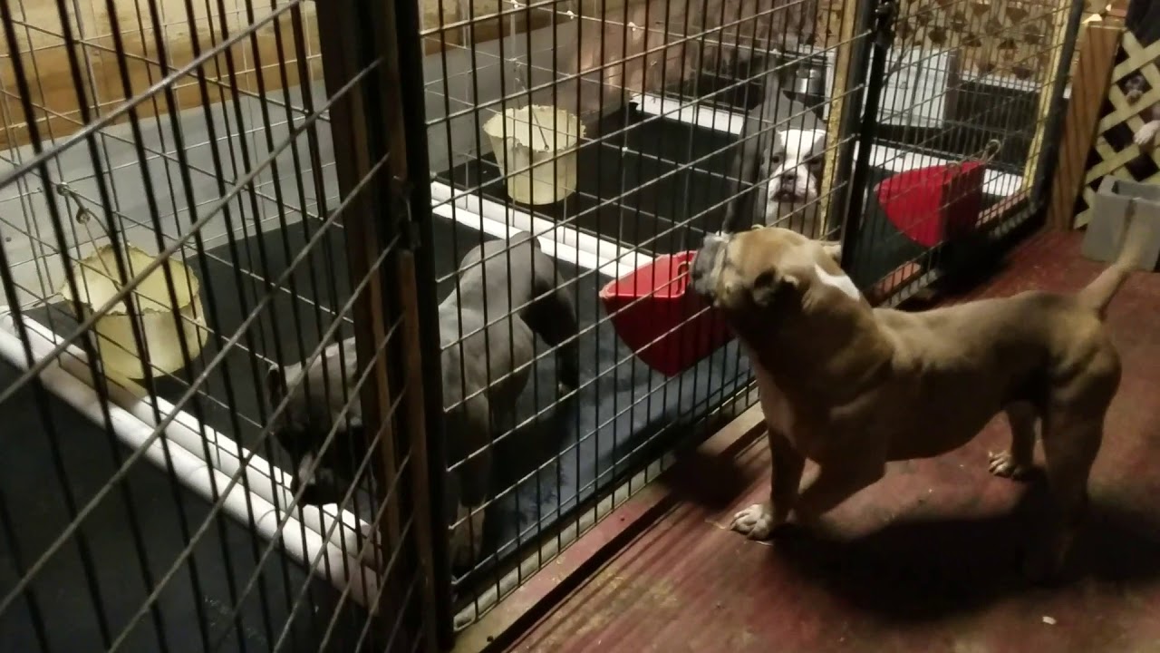 "New upgrades to Royal Kennels". Not only is the quality better every ...