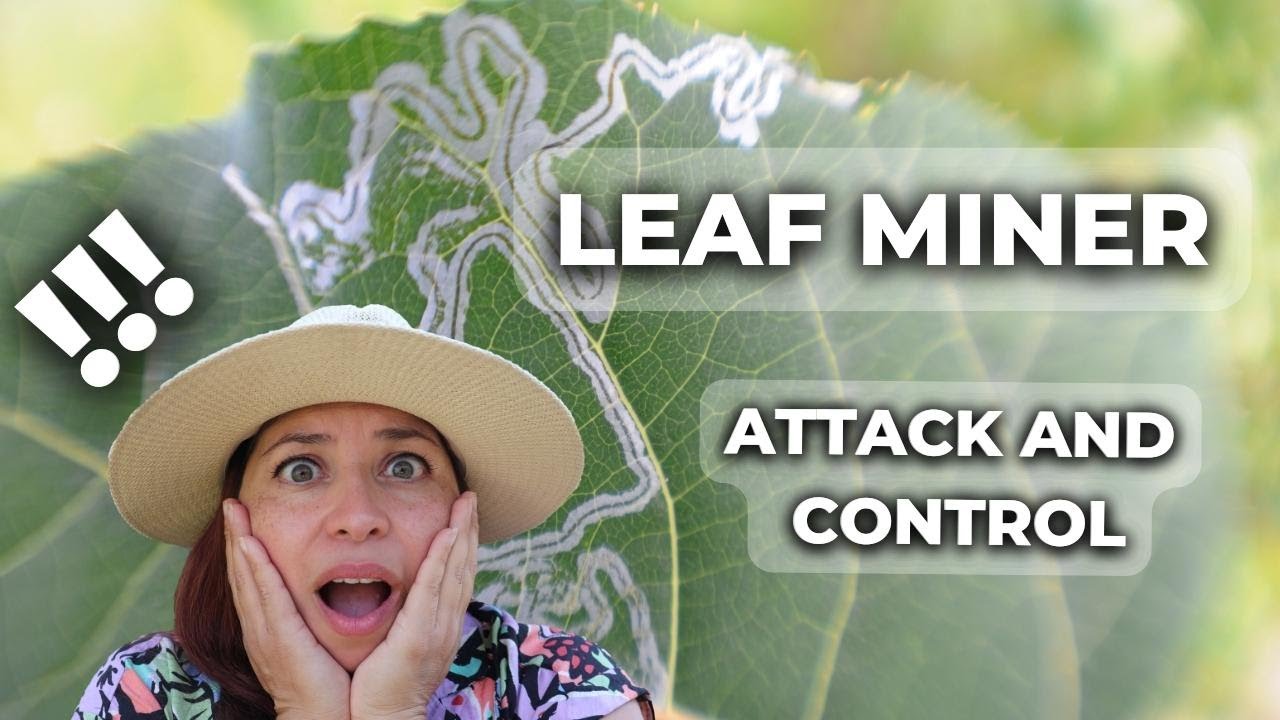 How to Deal With Leaf Miner? 6 Ways to Prevent Infestation - YouTube