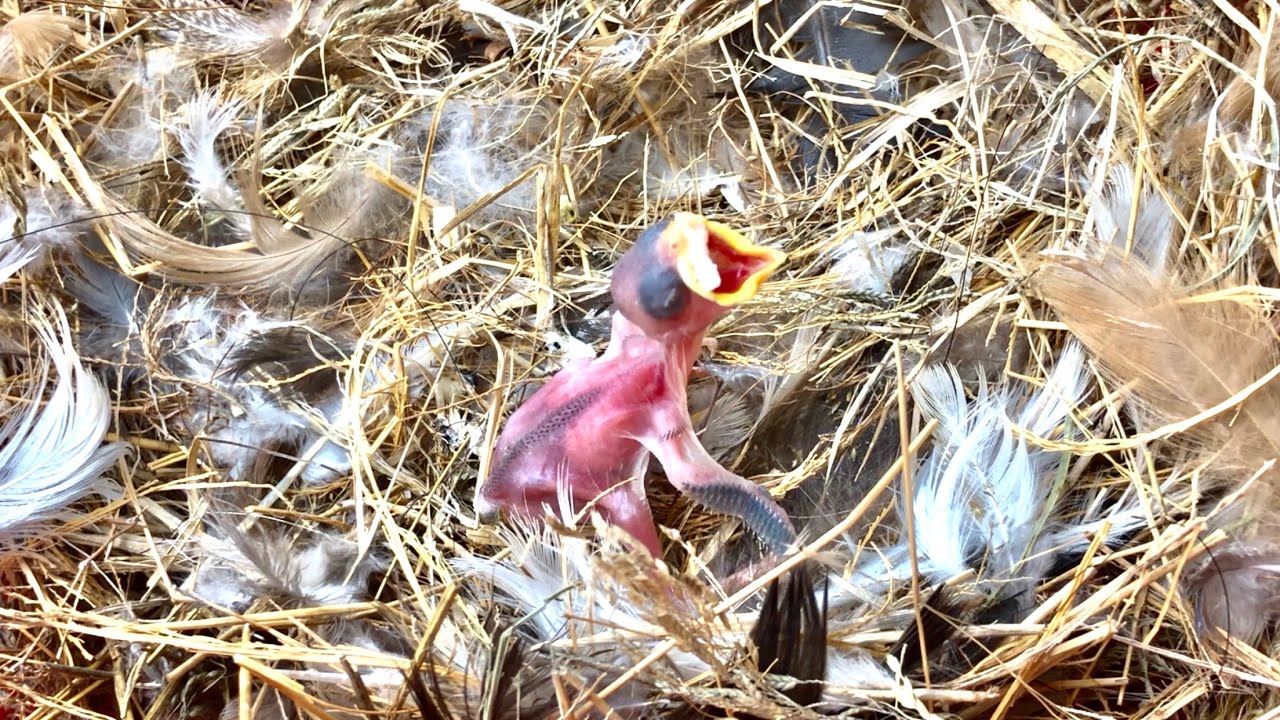 Feeding Small Baby Bird || By Hand And Throw || Rice || Meat . - YouTube