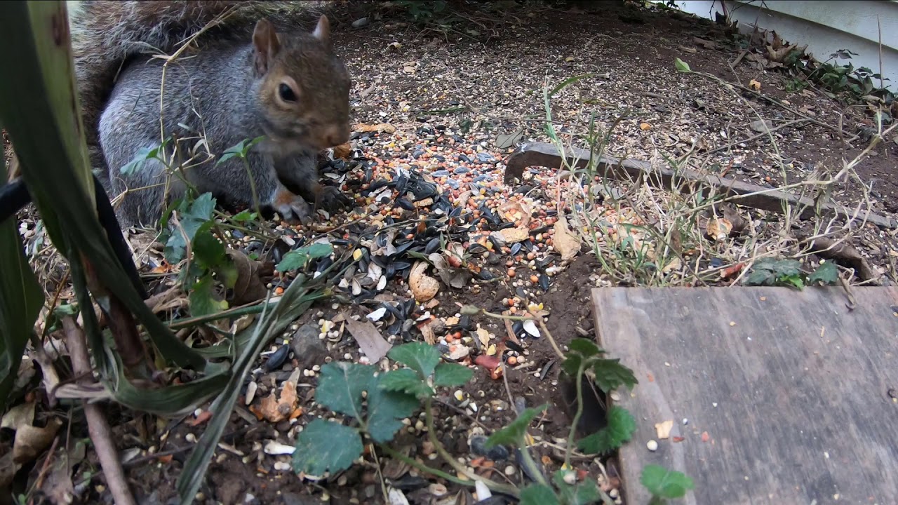 Real Squirrel Plays "Whack a Mole" with a real mole (HD) - YouTube