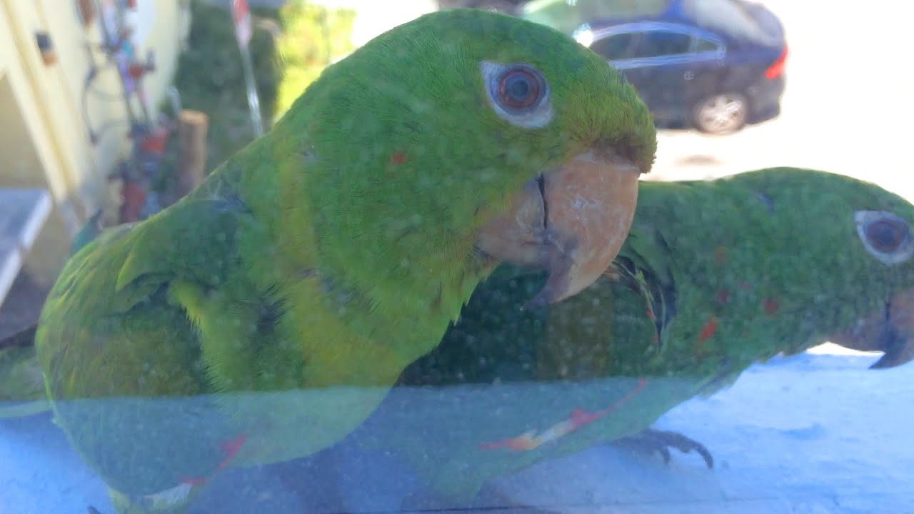 Wild White Eyed Conures Super Close - YouTube