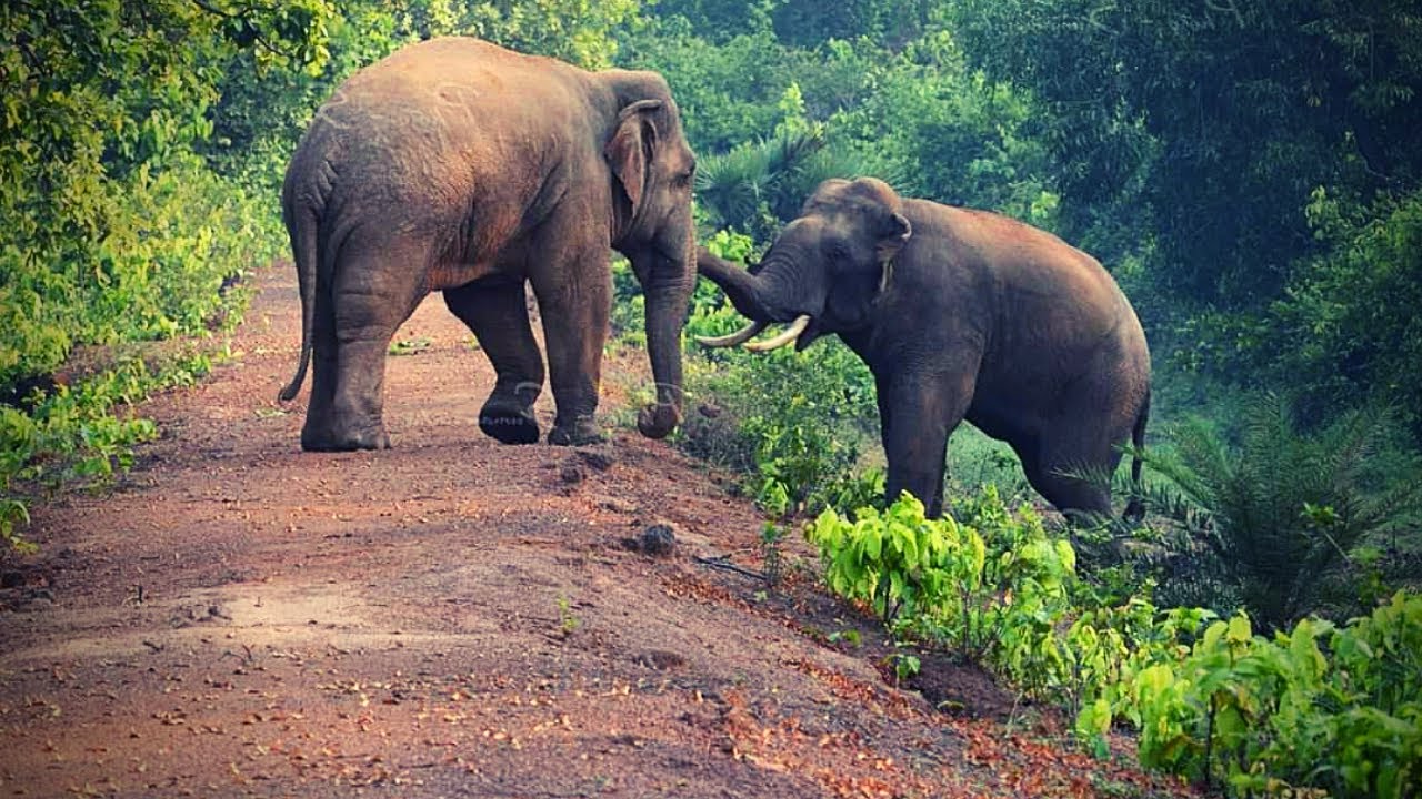 HOW WILD ELEPHANT SLIP DOWN - YouTube