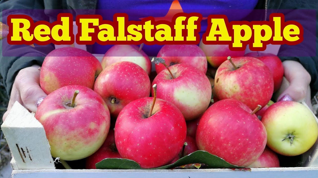 Red Falstaff Apple/ A Trouble Free Tasty Apple/ Allotment Fruit Orchard ...