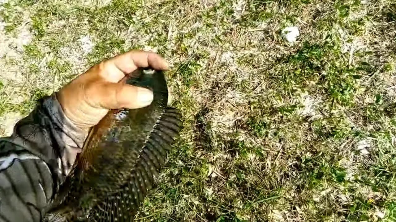 EP121 tiksay fish hunting (TAG-ULAN#12)good news - YouTube