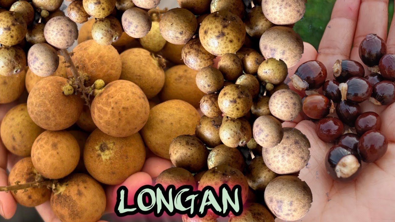 Diamond River Longan|Super Variety🤤ഞങ്ങളുടെ വീട്ടിൽ ആദ്യമായി ഉണ്ടായ 🤤 ...