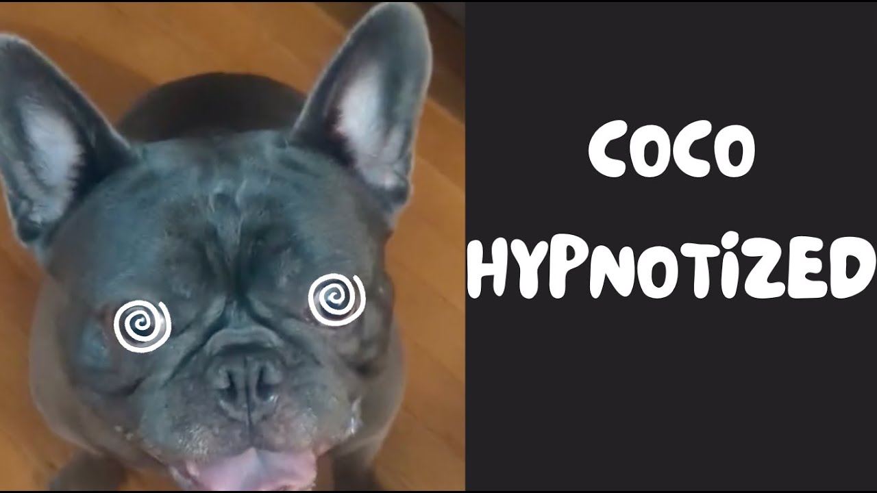 Dog Hypnotized By - YouTube