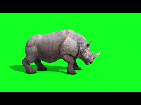 Rhinoceros || Green Screen Videos. - YouTube
