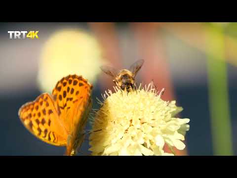 MİLLİ PARKLAR-KARAGÖL