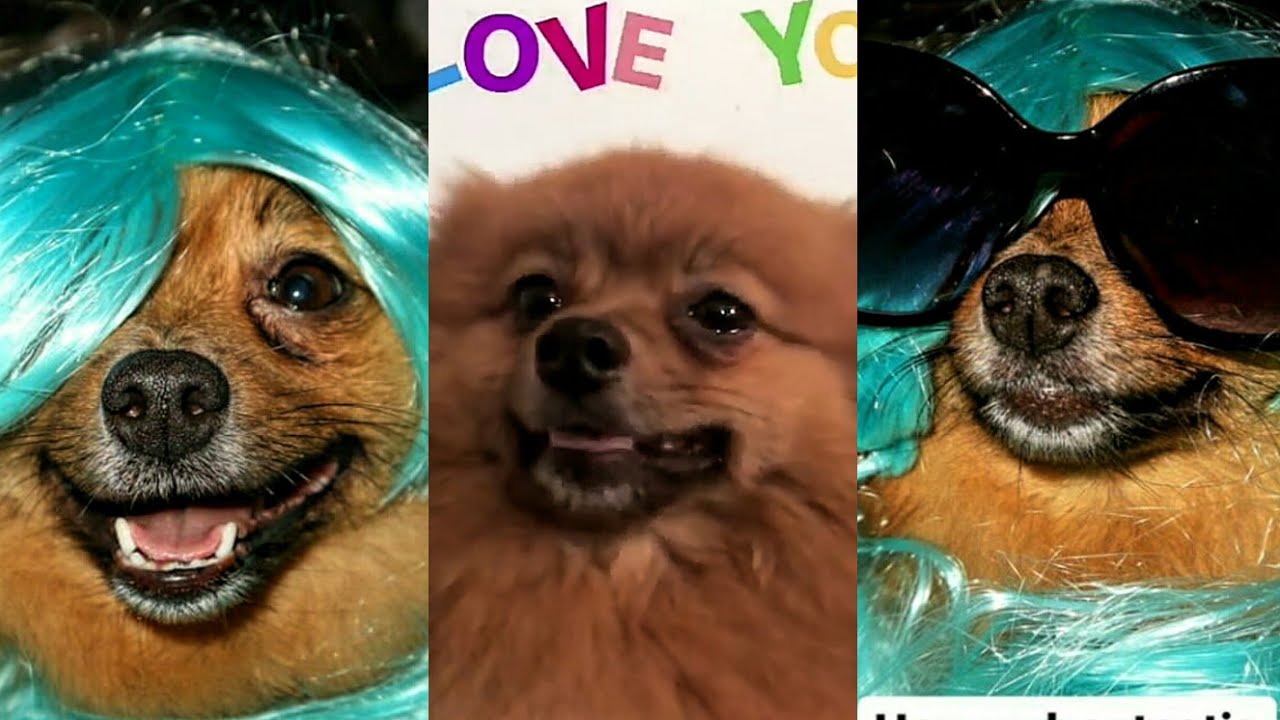 Hatchi's great adventures [EPISODE 1] - YouTube