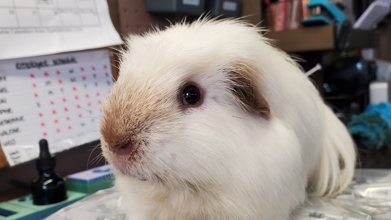 Saturday Guinea Pigs with Live Auction!! - YouTube