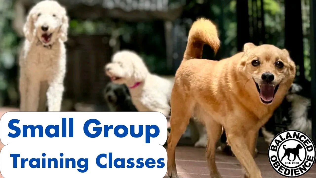 Small Group Training Classes | Balanced Obedience Dog And Puppy ...