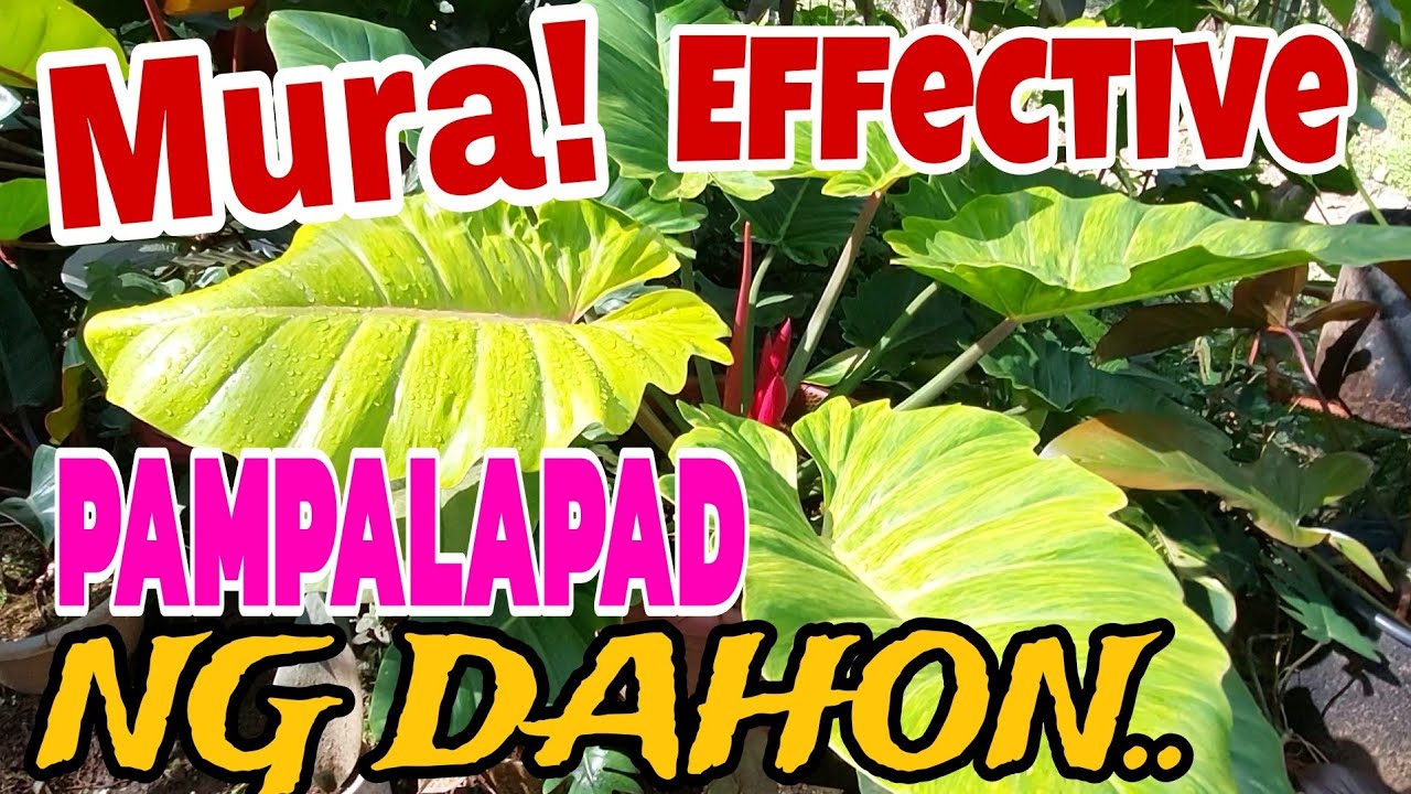 PINAKAMURA BUT EFFECTIVE PAMPALAPAD NG DAHON! #plants #garden #tips # ...