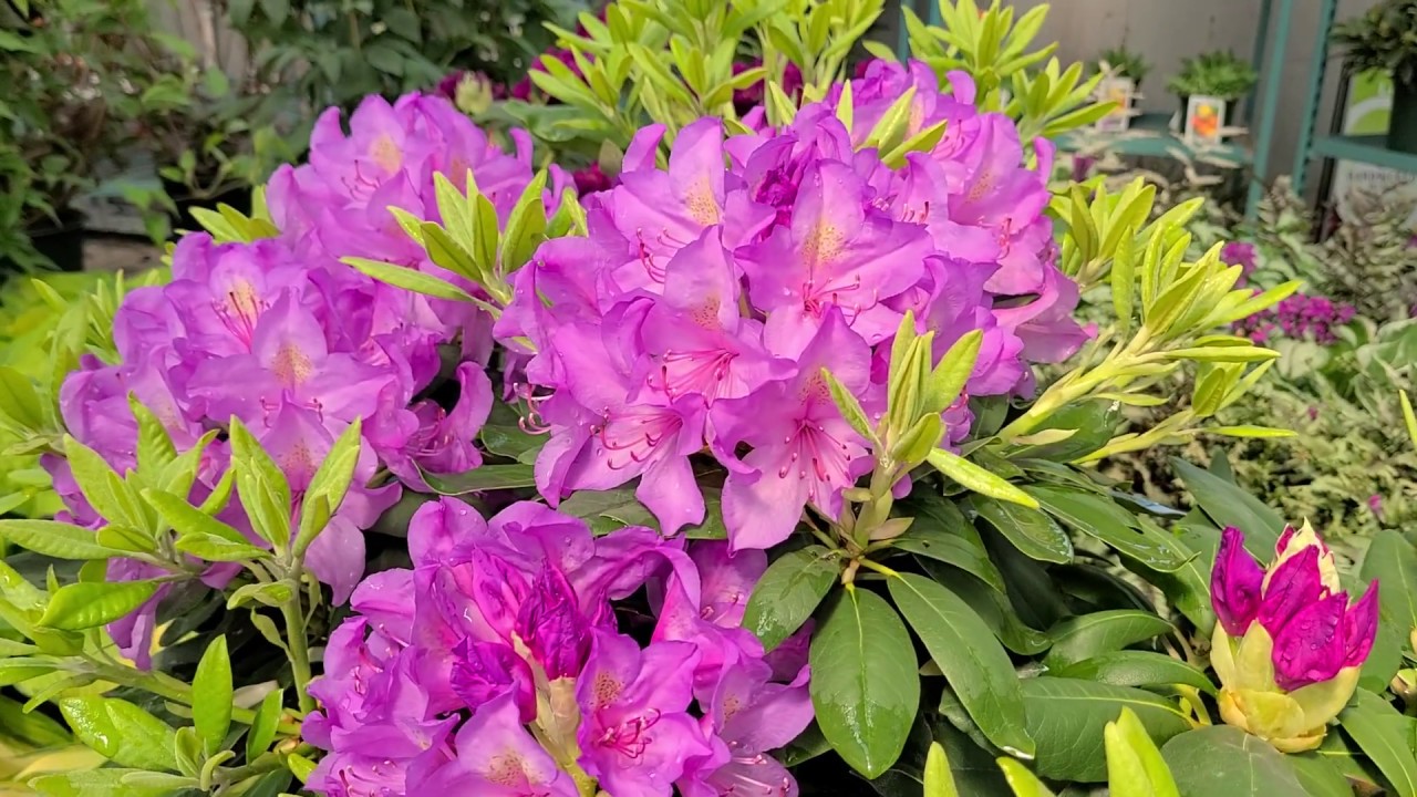 Rhododendron catawbiense 'Boursault' // Dependable NATIVE Evergreen ...