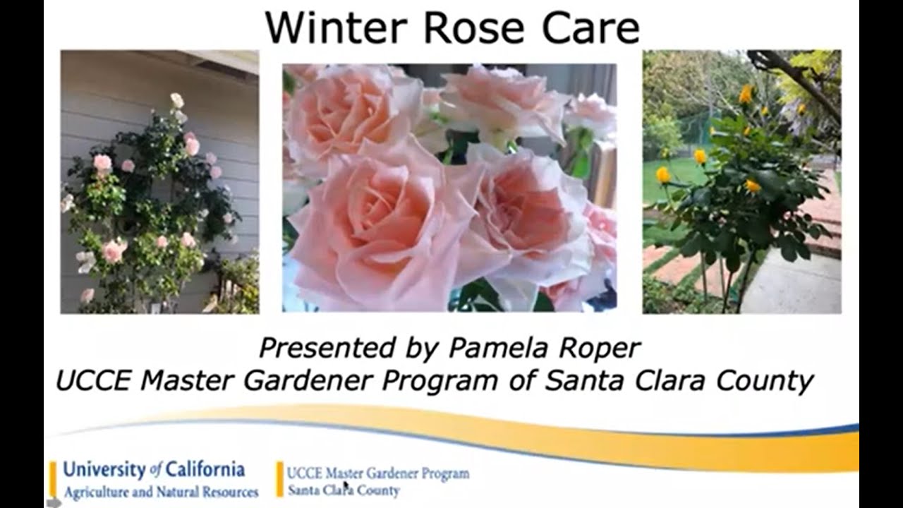 Winter Rose Care and Pruning - YouTube