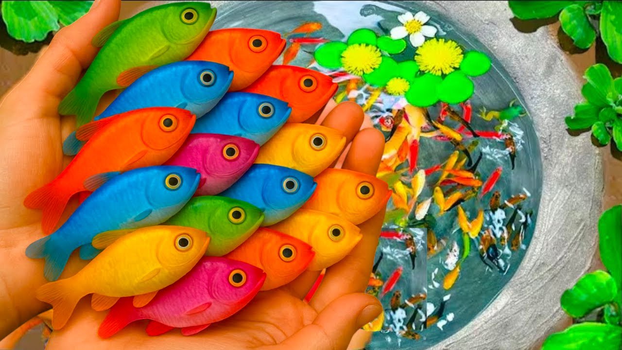 Catch Colorful Aquarium Baby Fish In egg suprise, baby glofish, baby ...